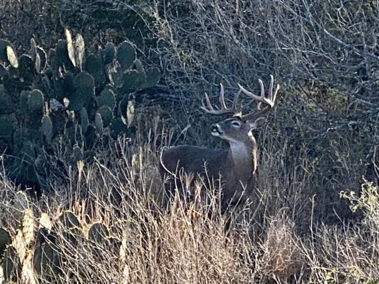 9,382 Acres Salarita Ranch - Dullnig Ranches