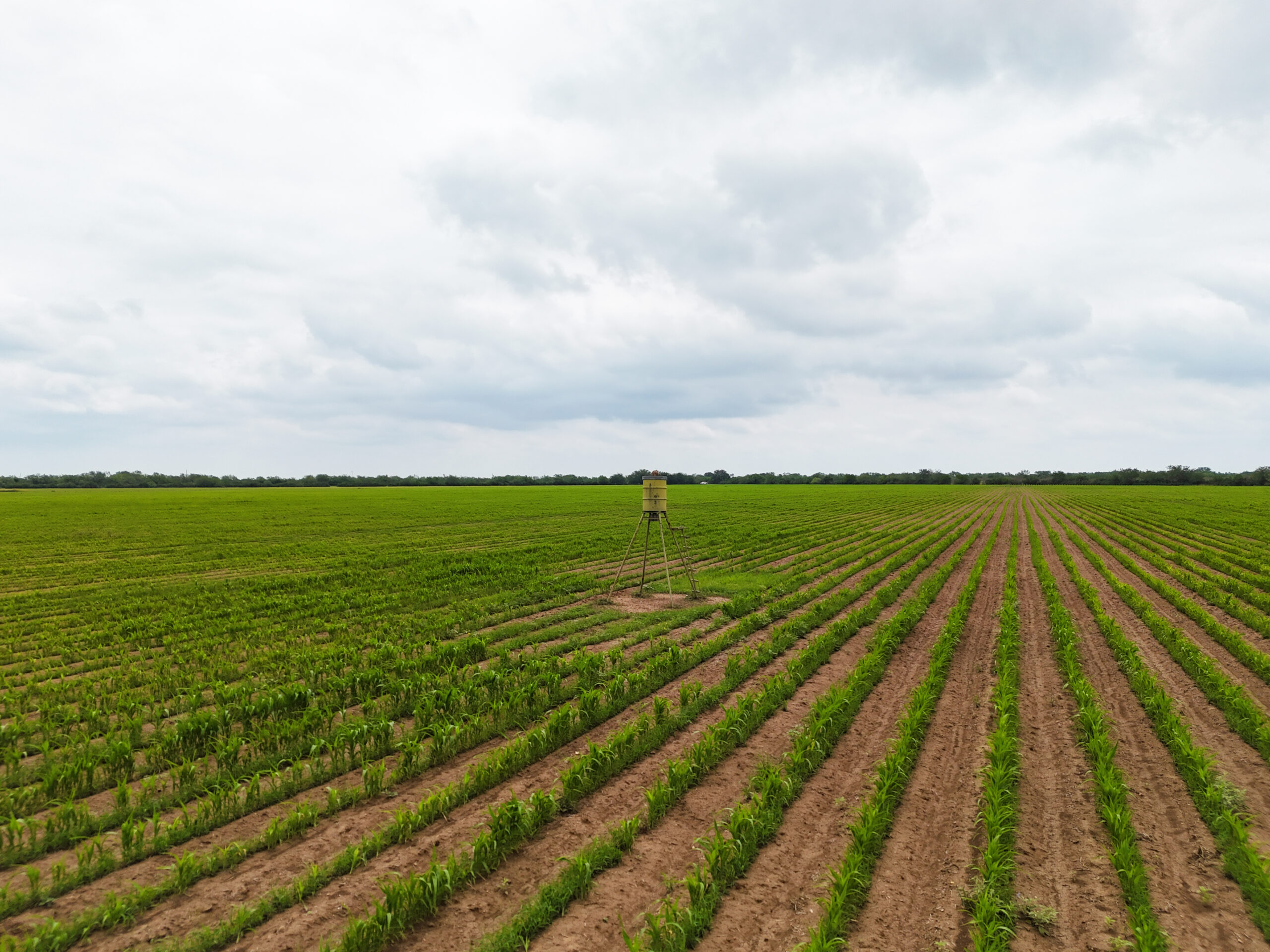 82 Acres Knippa Farm | Hill Country Ranch for Sale | Dullnig Ranches