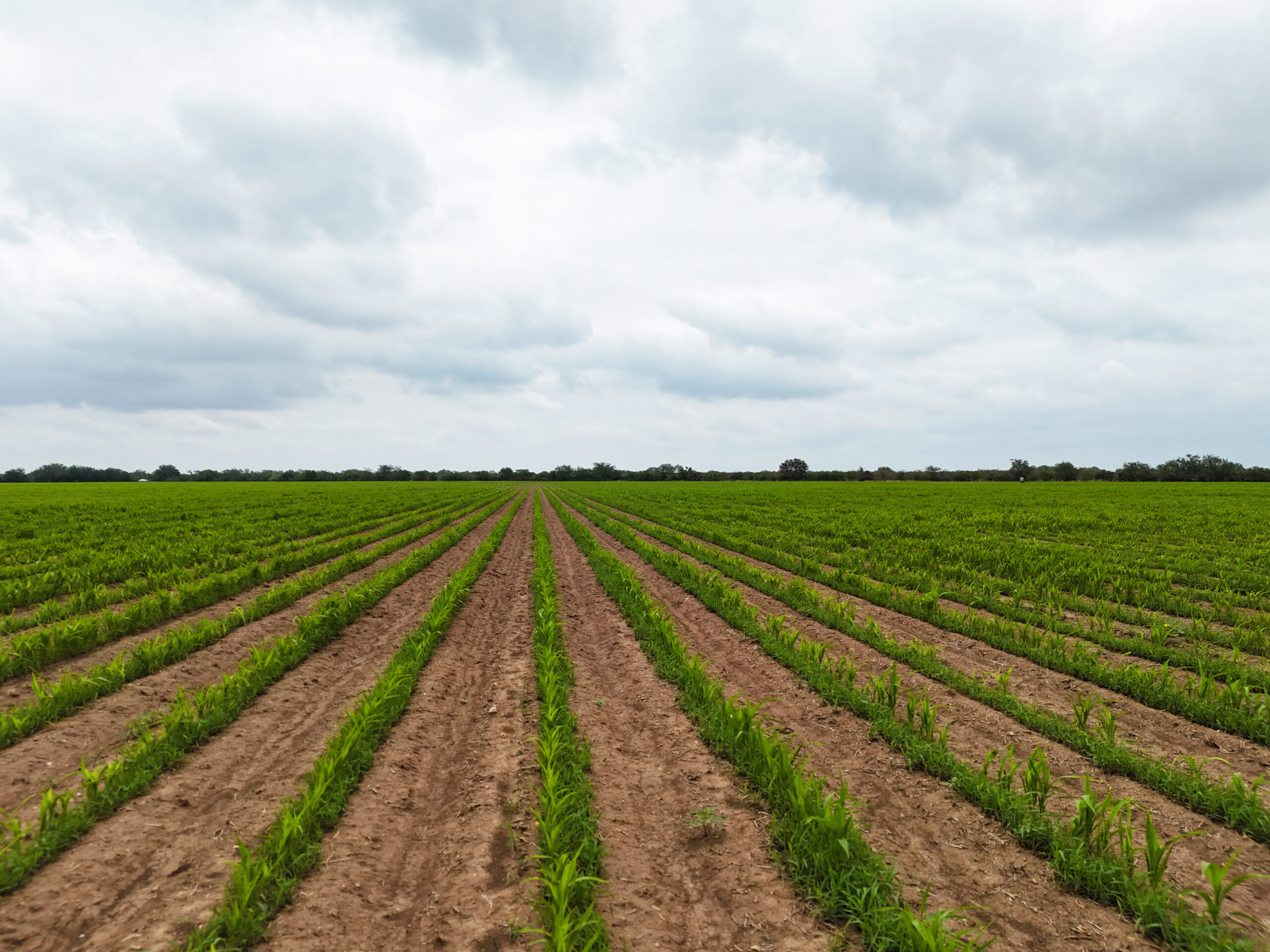 82 Acres Knippa Farm | Hill Country Ranch for Sale | Dullnig Ranches