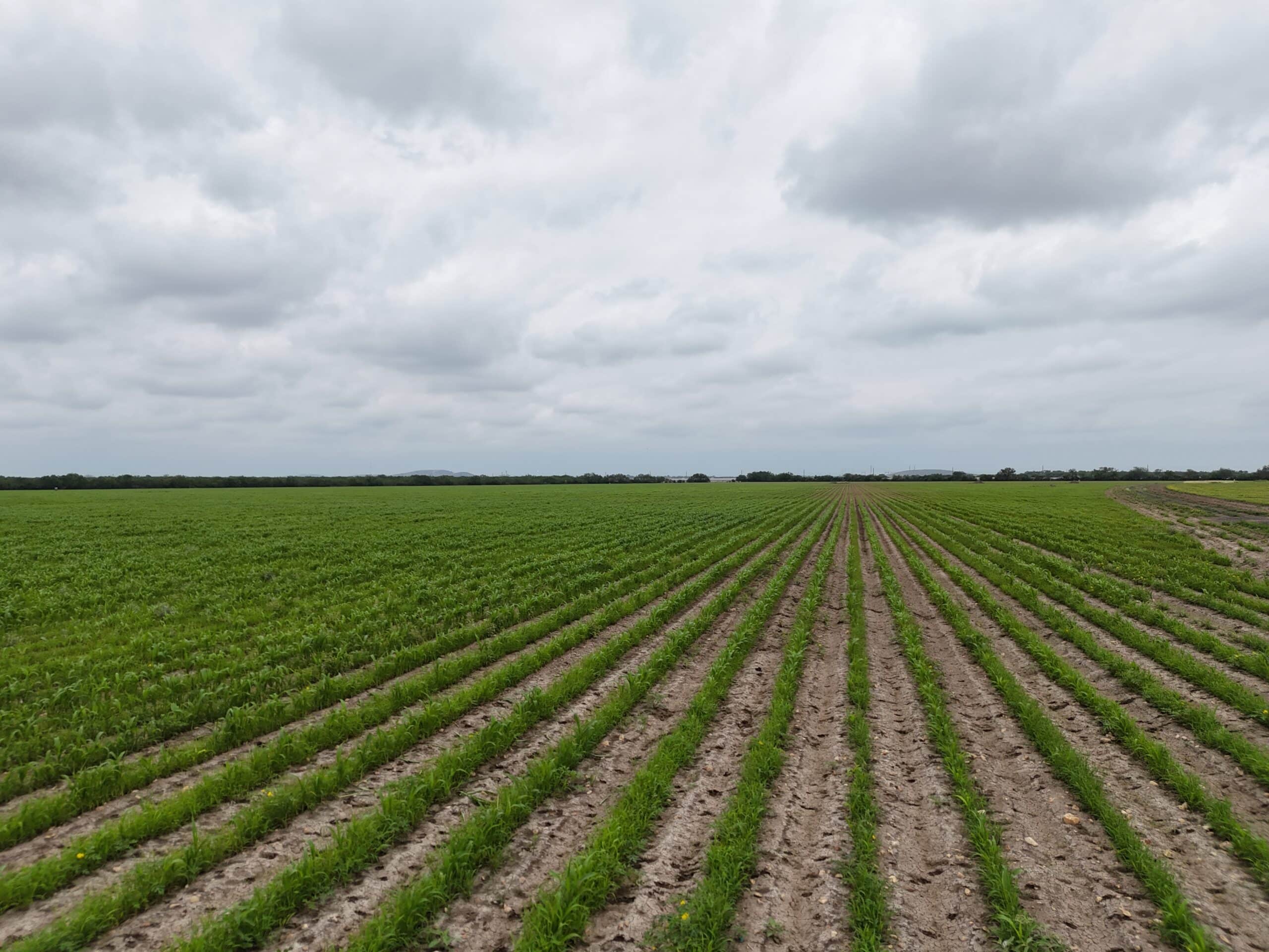 82 Acres Knippa Farm | Hill Country Ranch for Sale | Dullnig Ranches