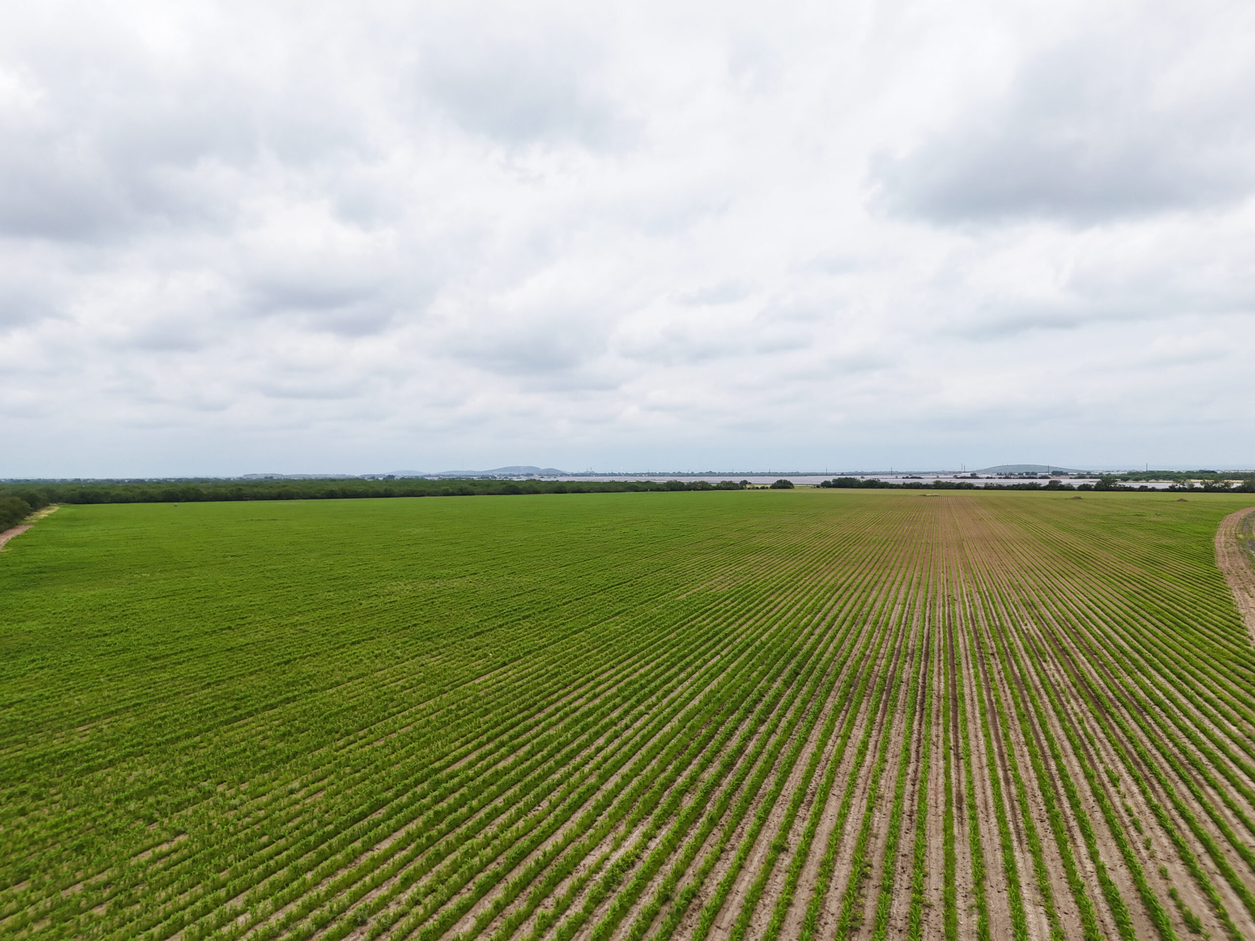 82 Acres Knippa Farm | Hill Country Ranch for Sale | Dullnig Ranches