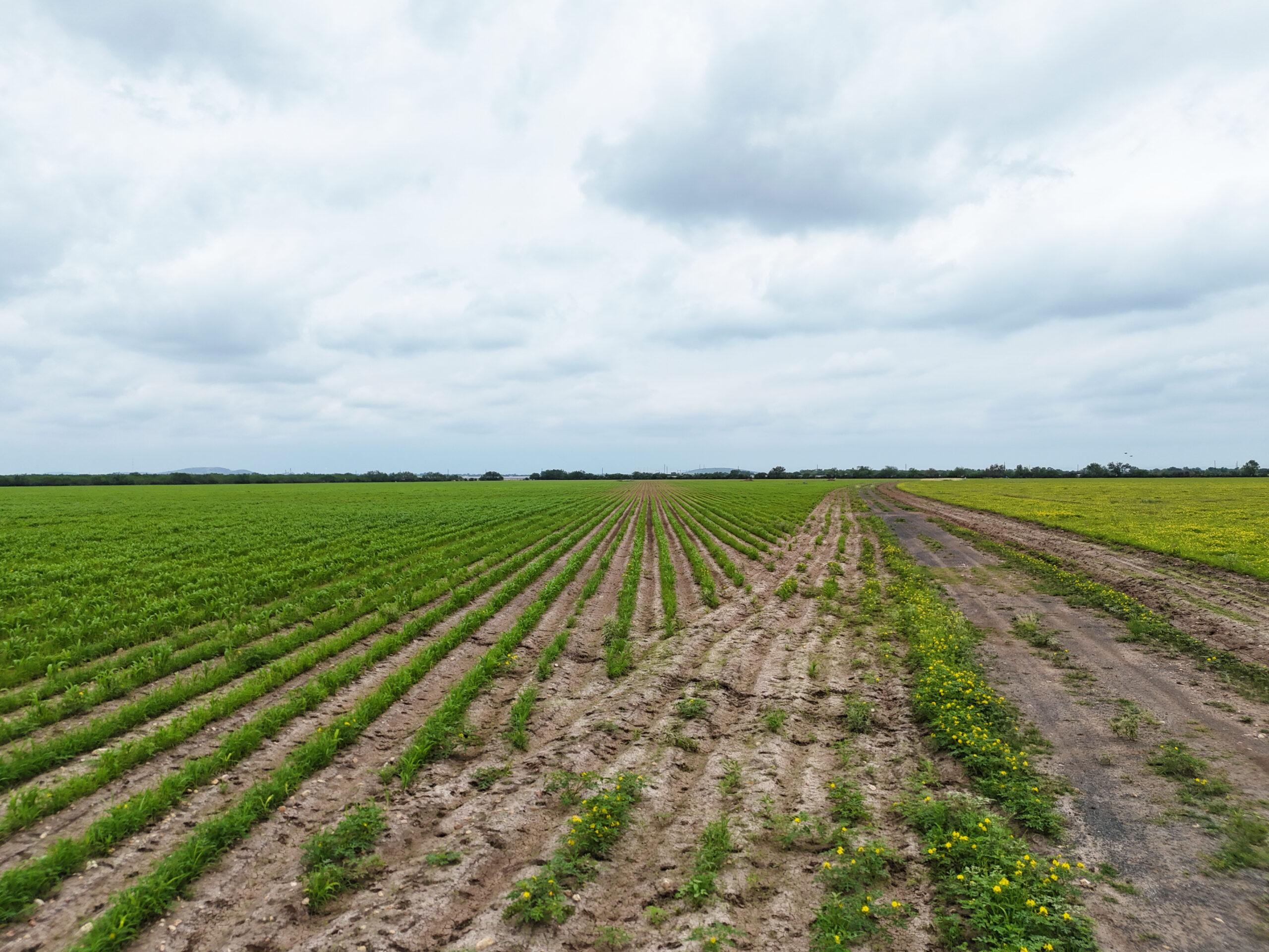 82 Acres Knippa Farm | Hill Country Ranch for Sale | Dullnig Ranches