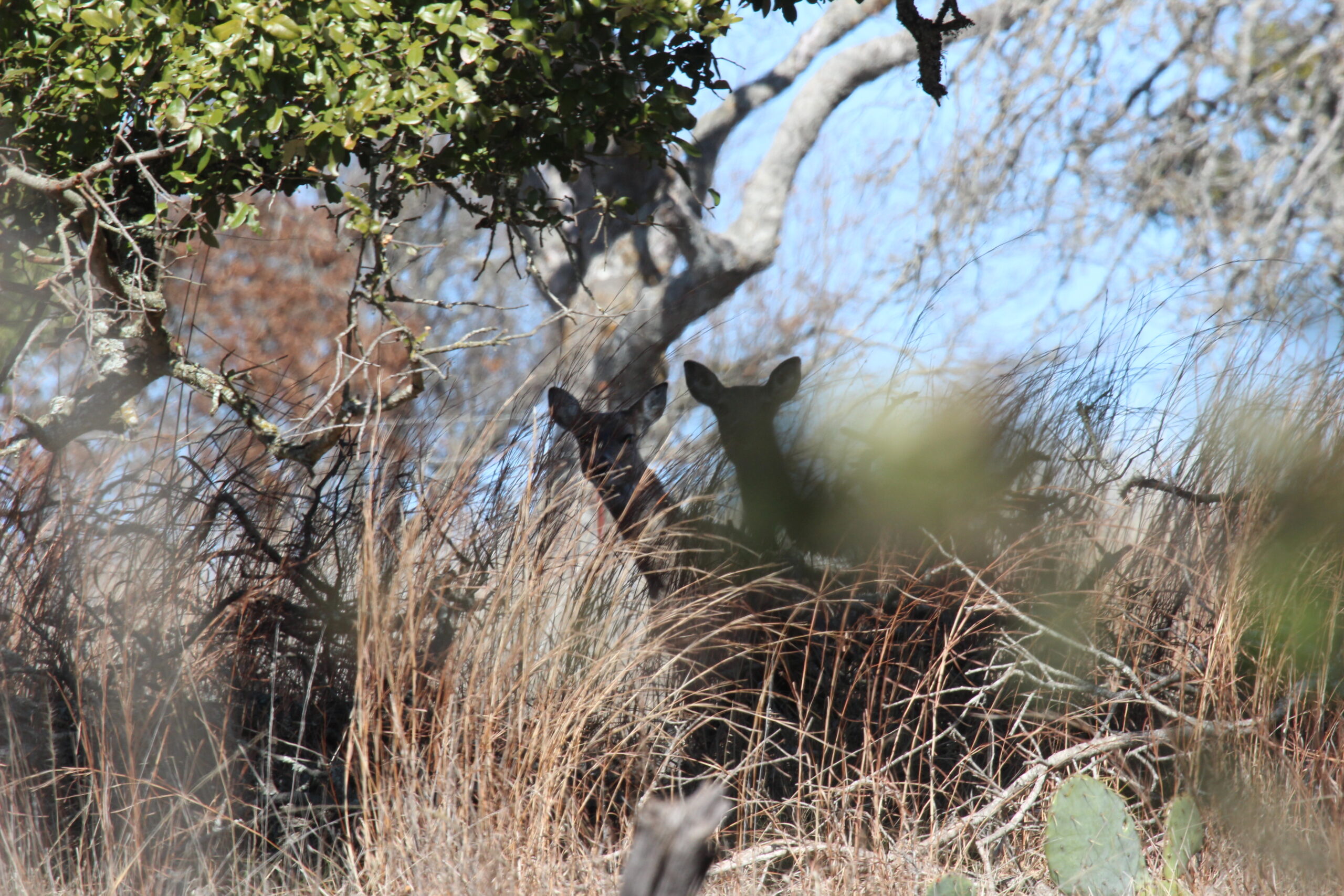 53 Acres Rustic Oak Ranch | Hill Country Ranch for Sale | Dullnig Ranches