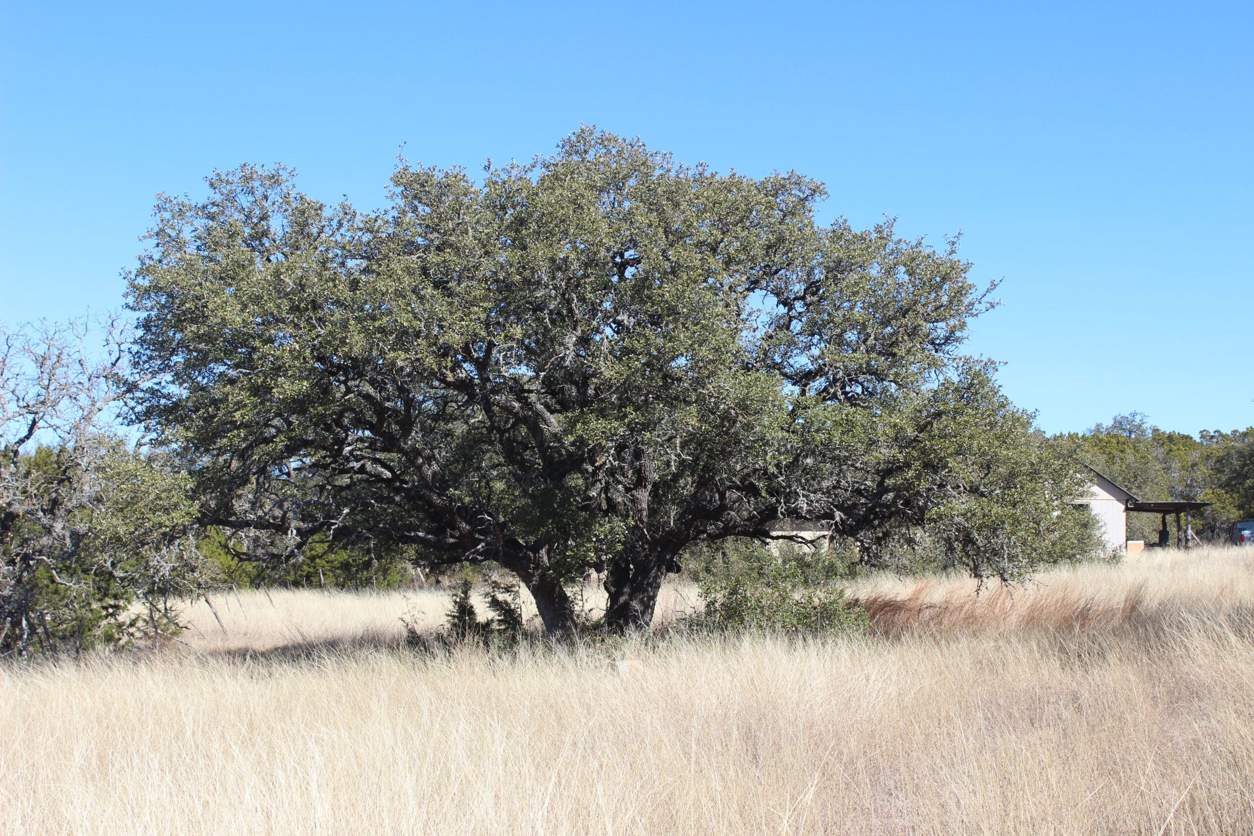 Home - Dullnig Ranches