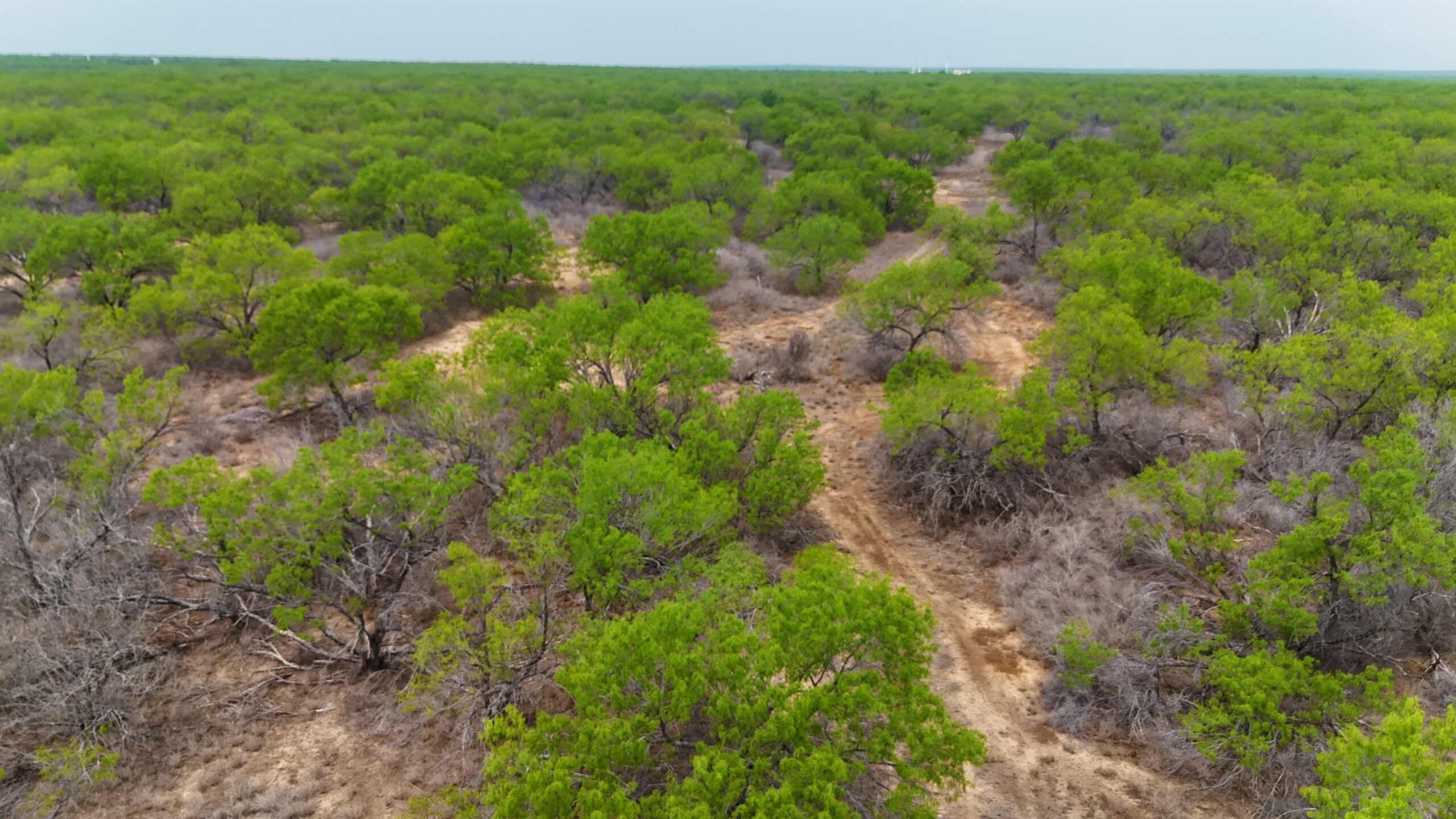 1,296 Acres Big Wells Ranch - Dullnig Ranches
