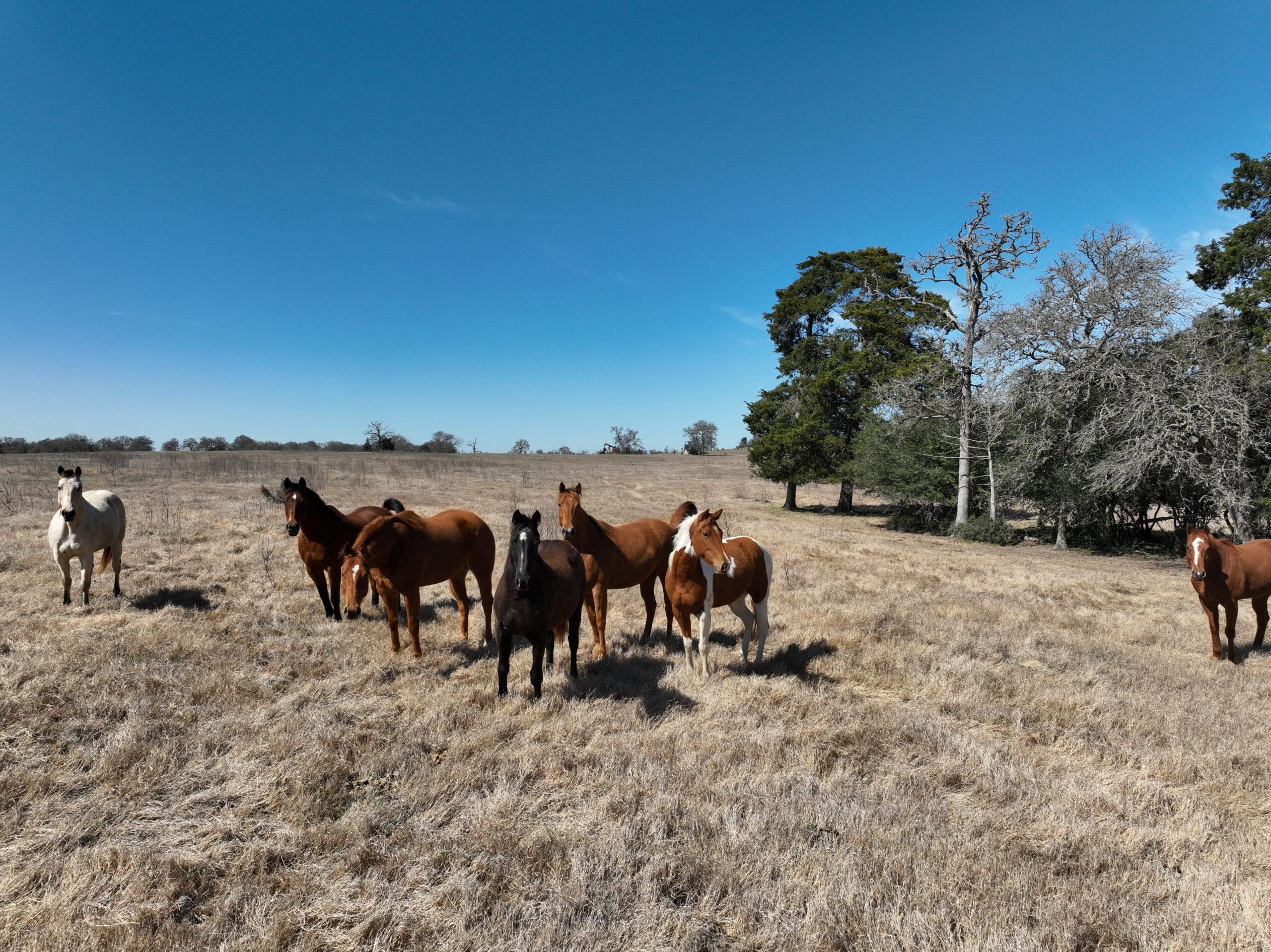 589 Acres Clear Creek Ranch - Dullnig Ranches