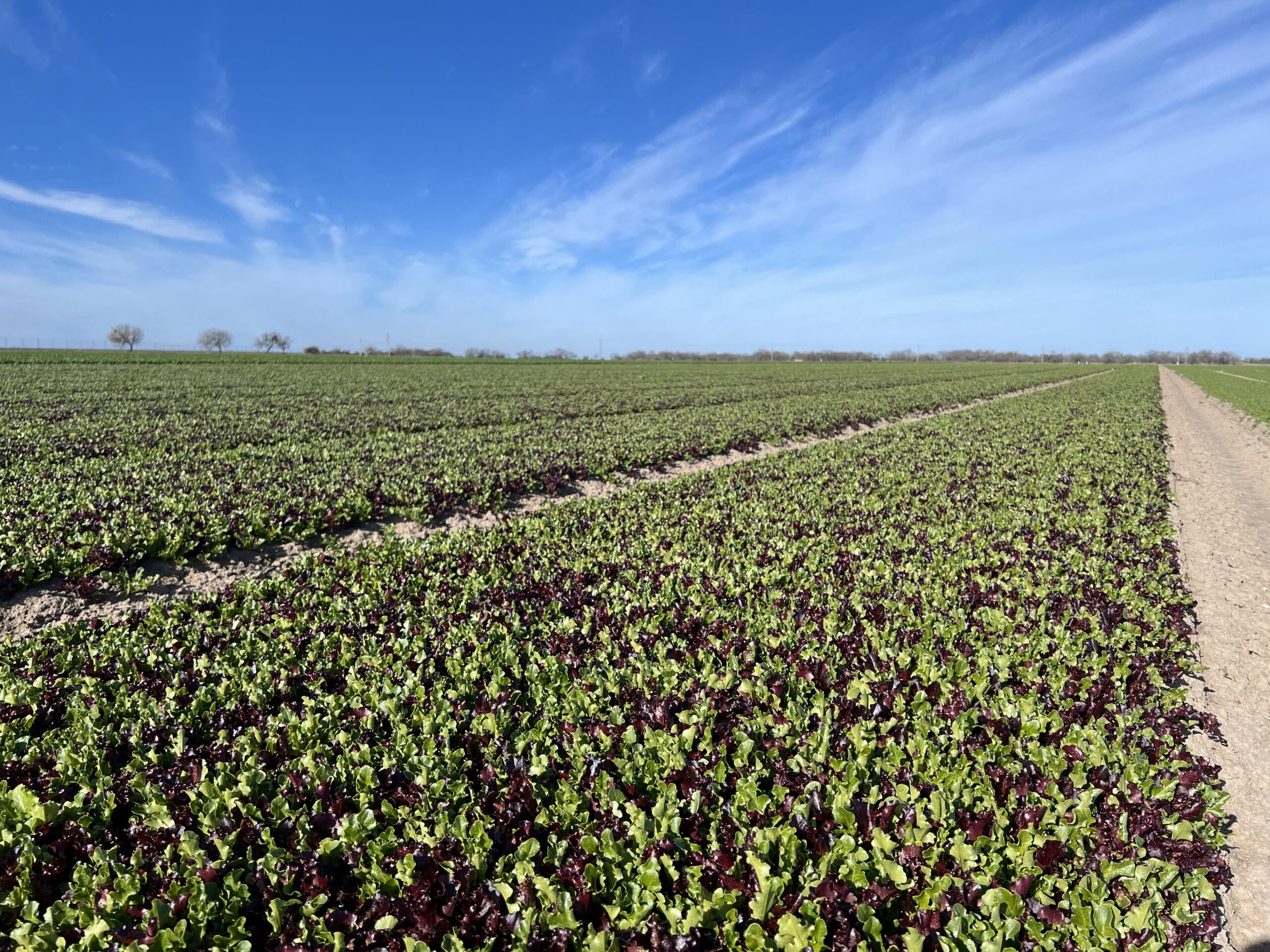 210 Acres Espinaca Organic Farm - Dullnig Ranches