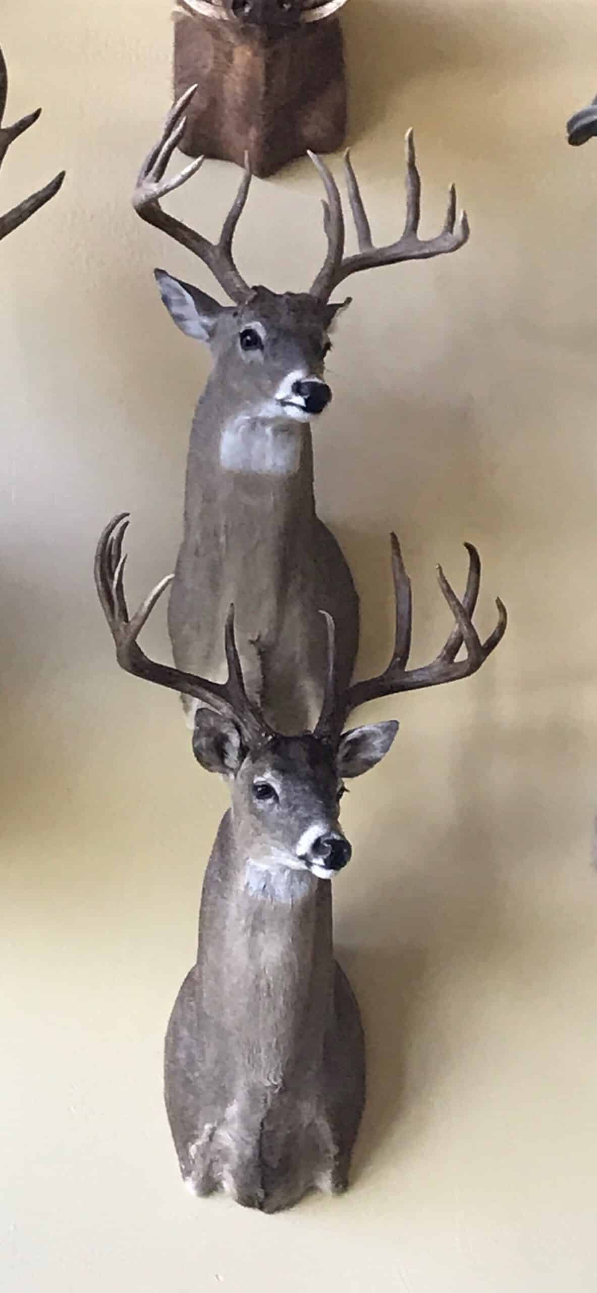 386 Acres Last Buck Ranch | Hill Country Ranch for Sale | Dullnig Ranches