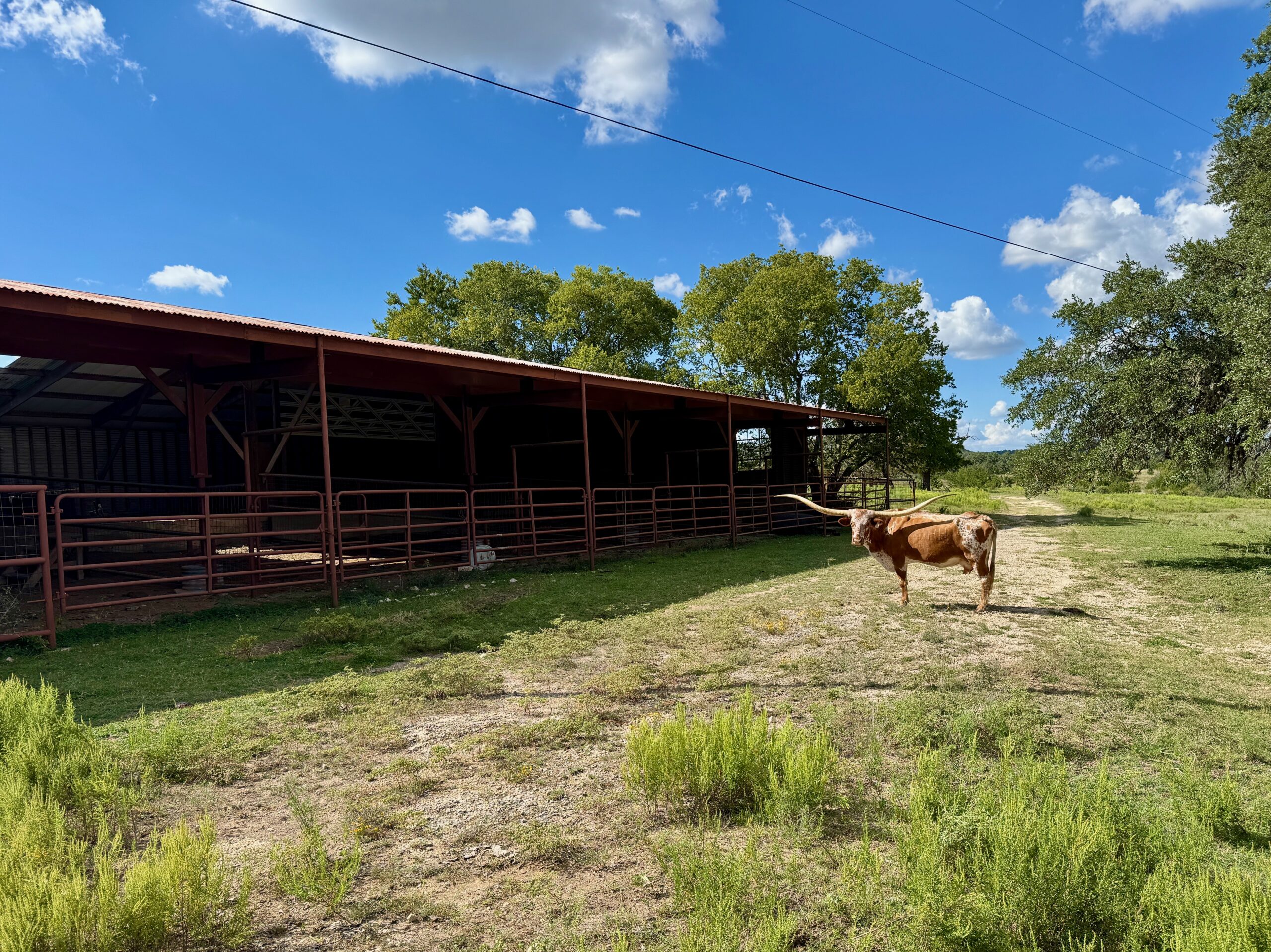 386 Acres Last Buck Ranch | Hill Country Ranch for Sale | Dullnig Ranches