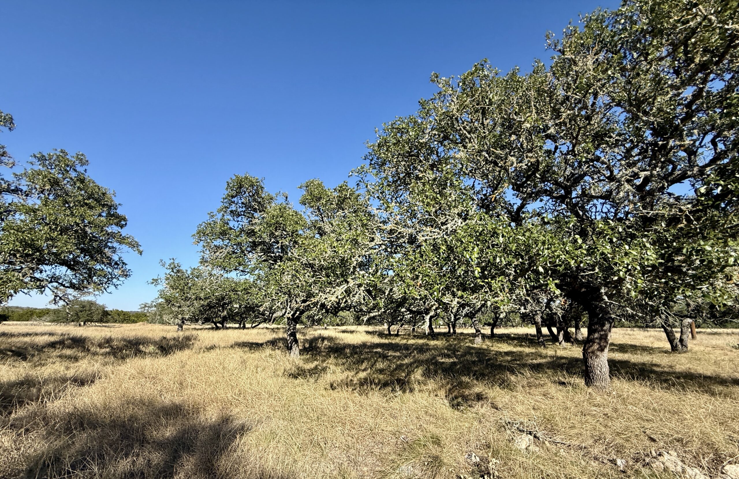 505 Acres Cinco Ranch | Hill Country Ranch for Sale | Dullnig Ranches